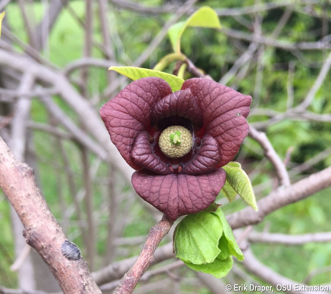 RiverRoots: Forgotten Fruit: Pawpaw